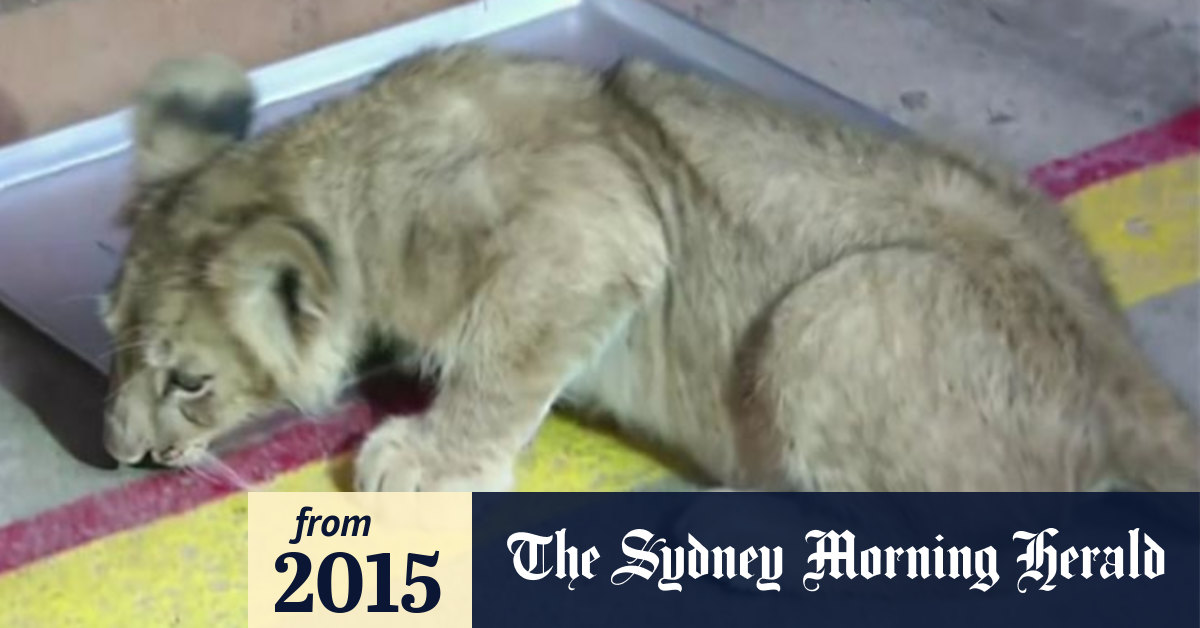 Video: Help for starving lion cub