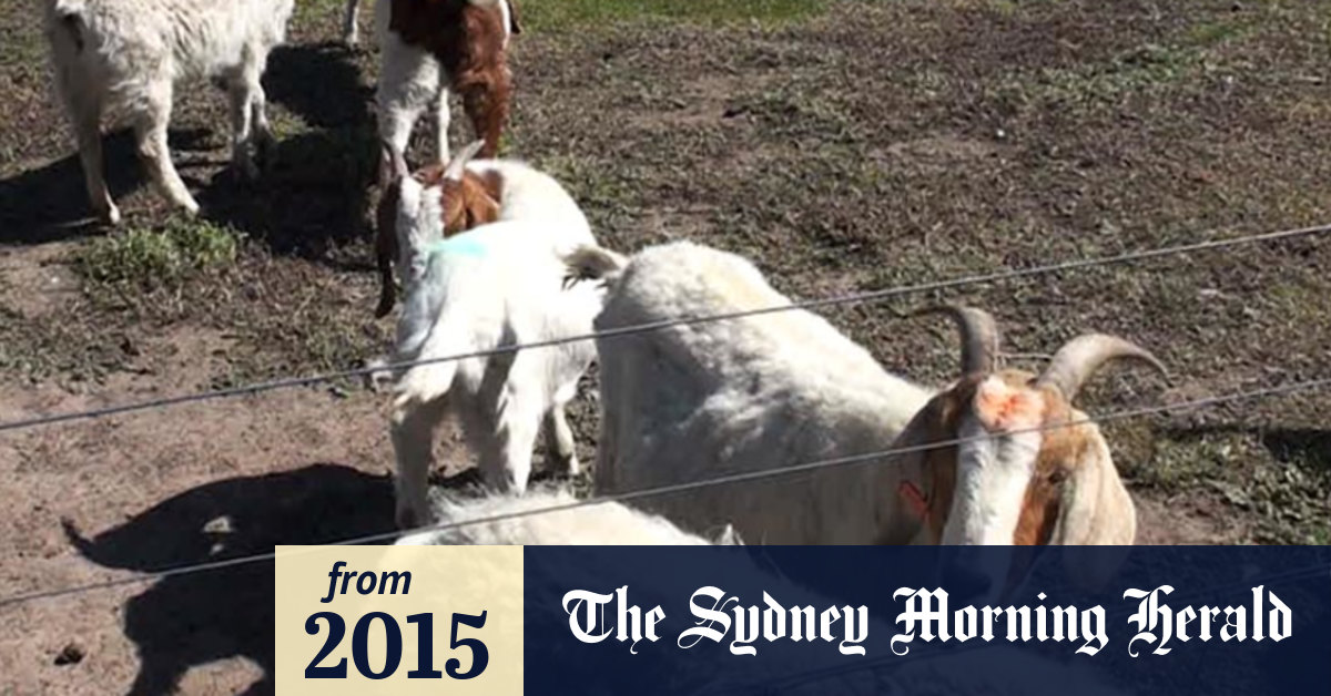 Video: Inside Australia's goat farming industry