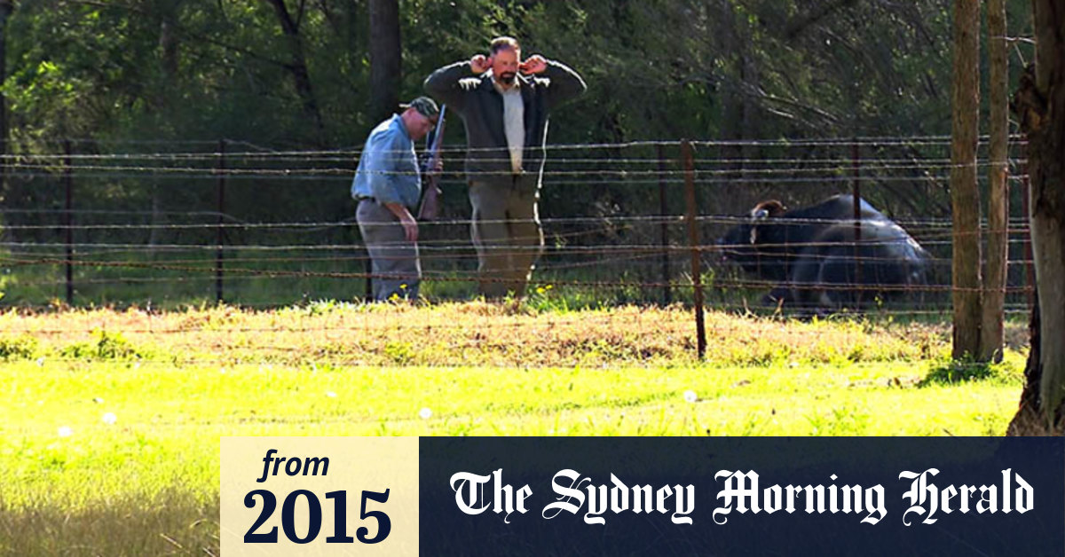 Video: Woman survives bull attack