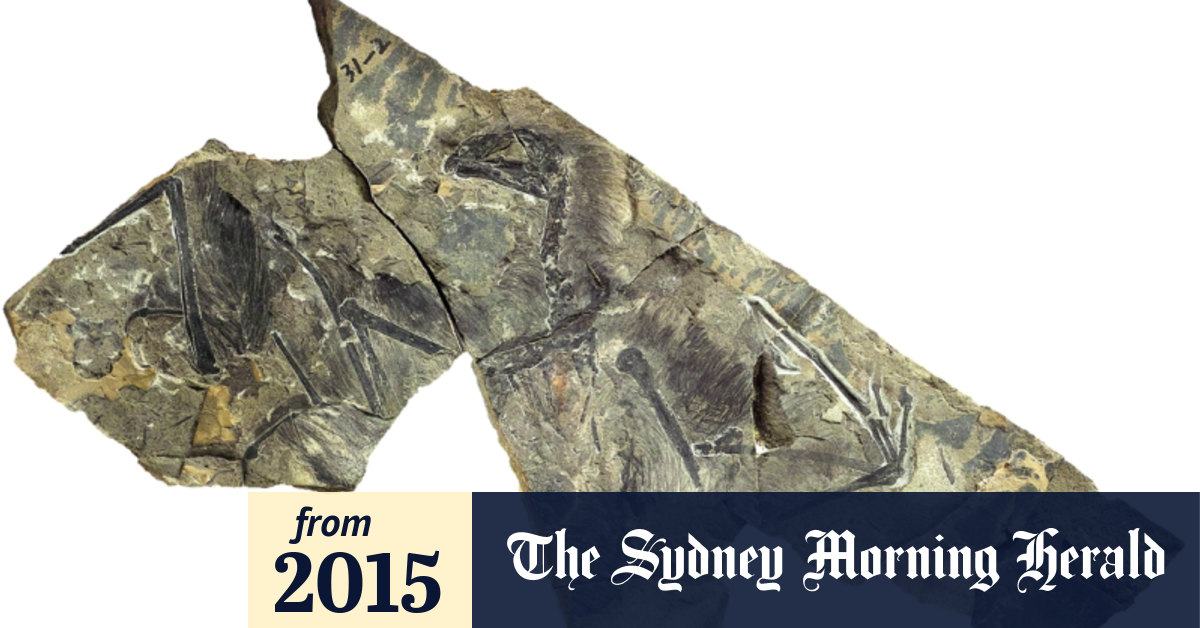 Bat-like dinosaur with membrane wings discovered in China