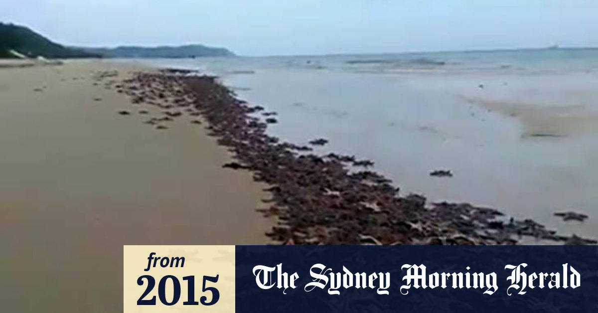 Video: Starfish wash up on Tangalooma beach
