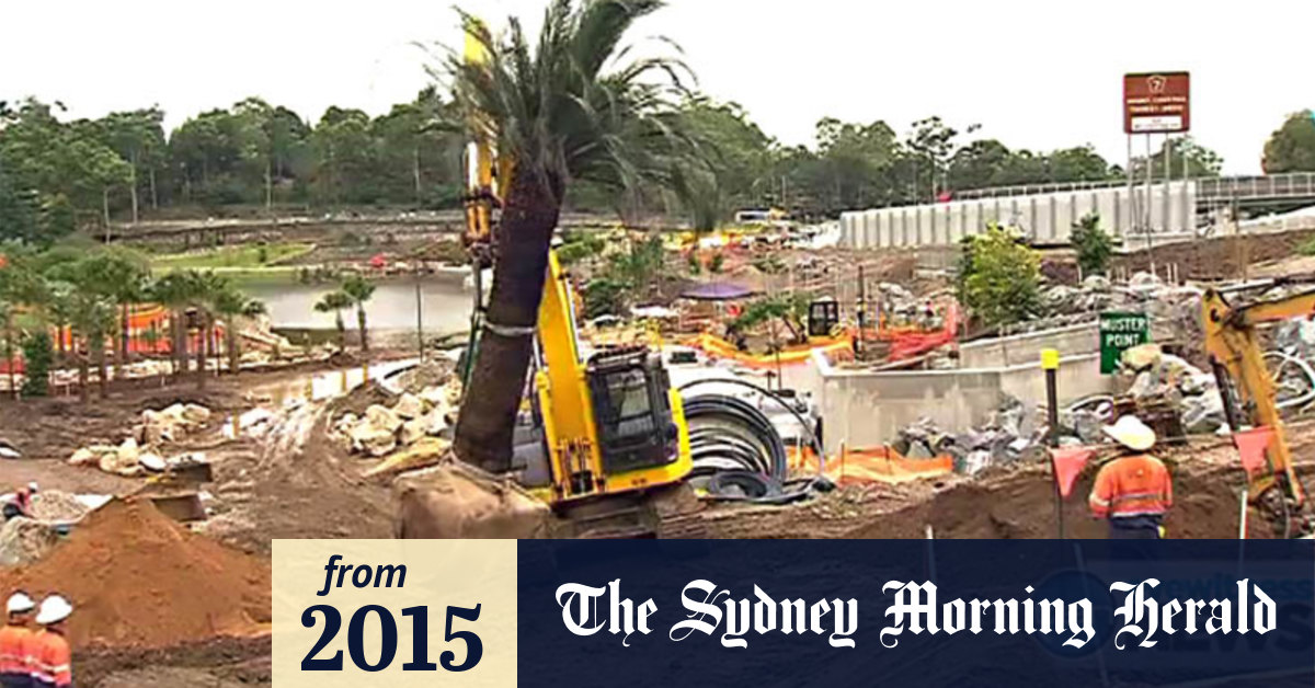 Video: 'Captain Cook' tree planted at Mt Coot-tha