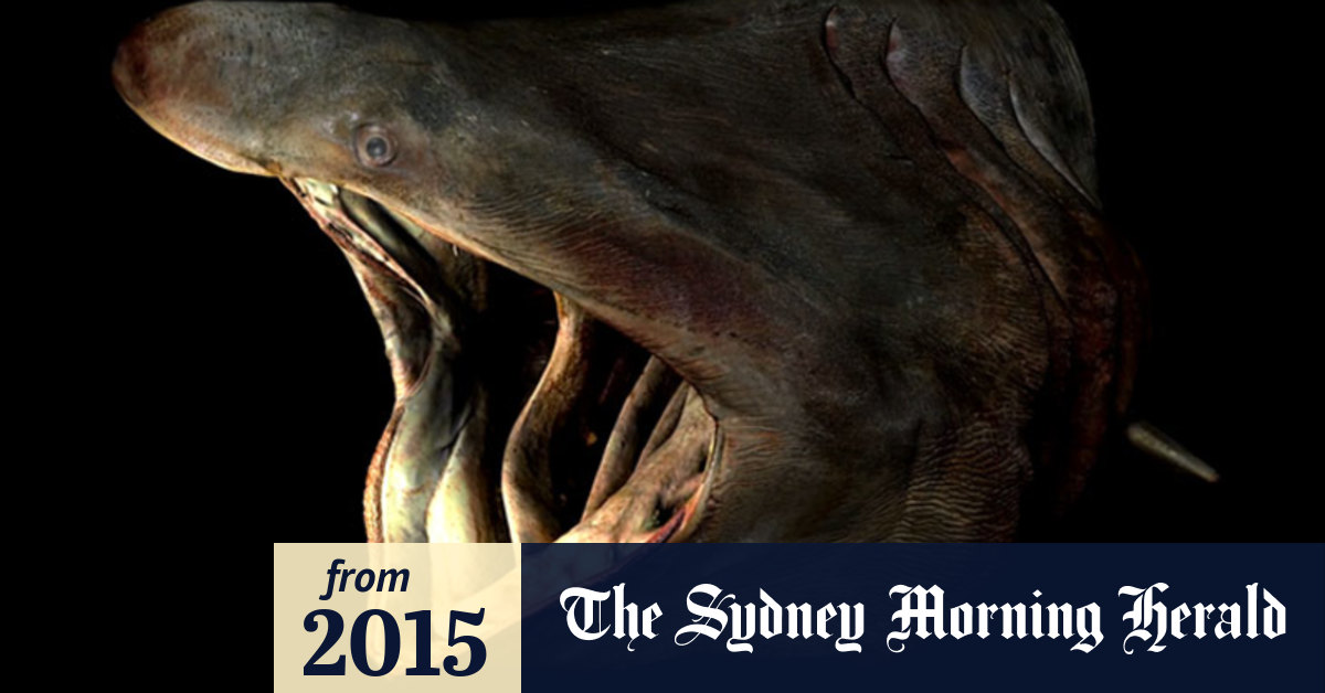 Video: Inside the head of a basking shark