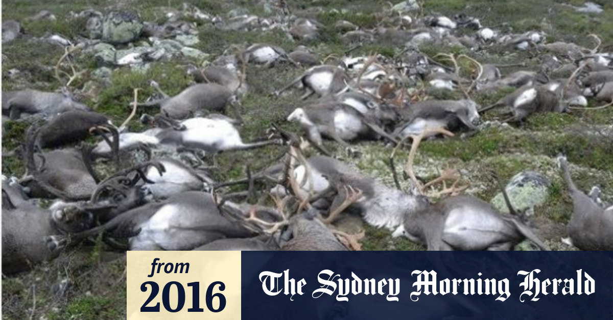 Lightning kills 300 reindeer in Norway