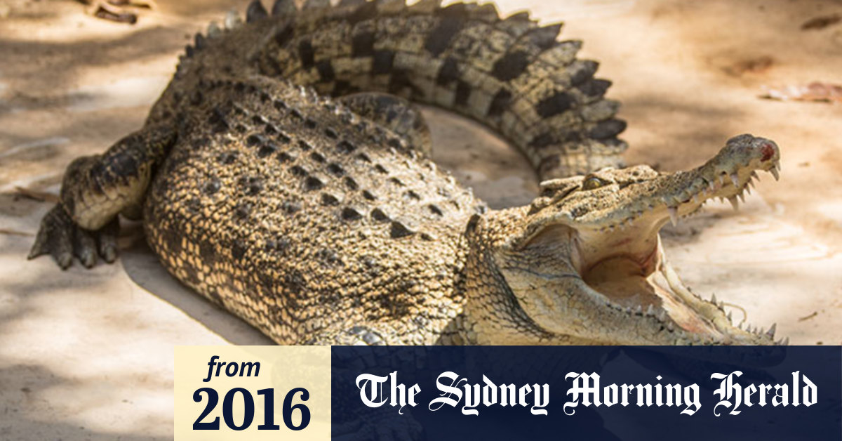 Video: Crocodile reportedly bites off woman's hand