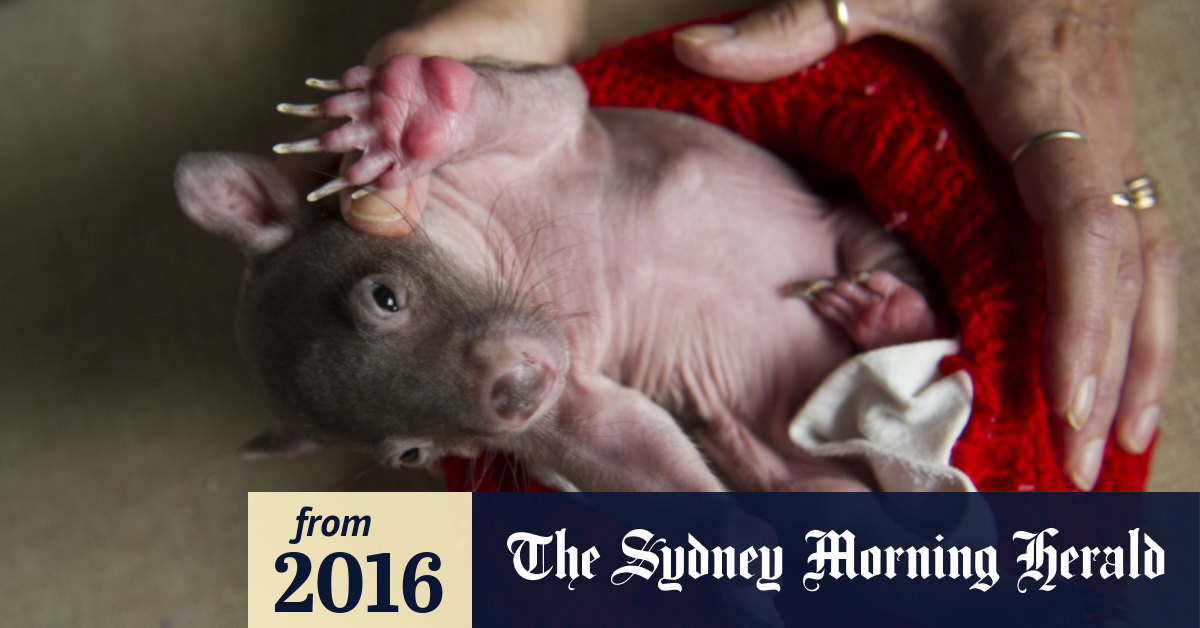 Are wombats really that dangerous? Yes, says an expert