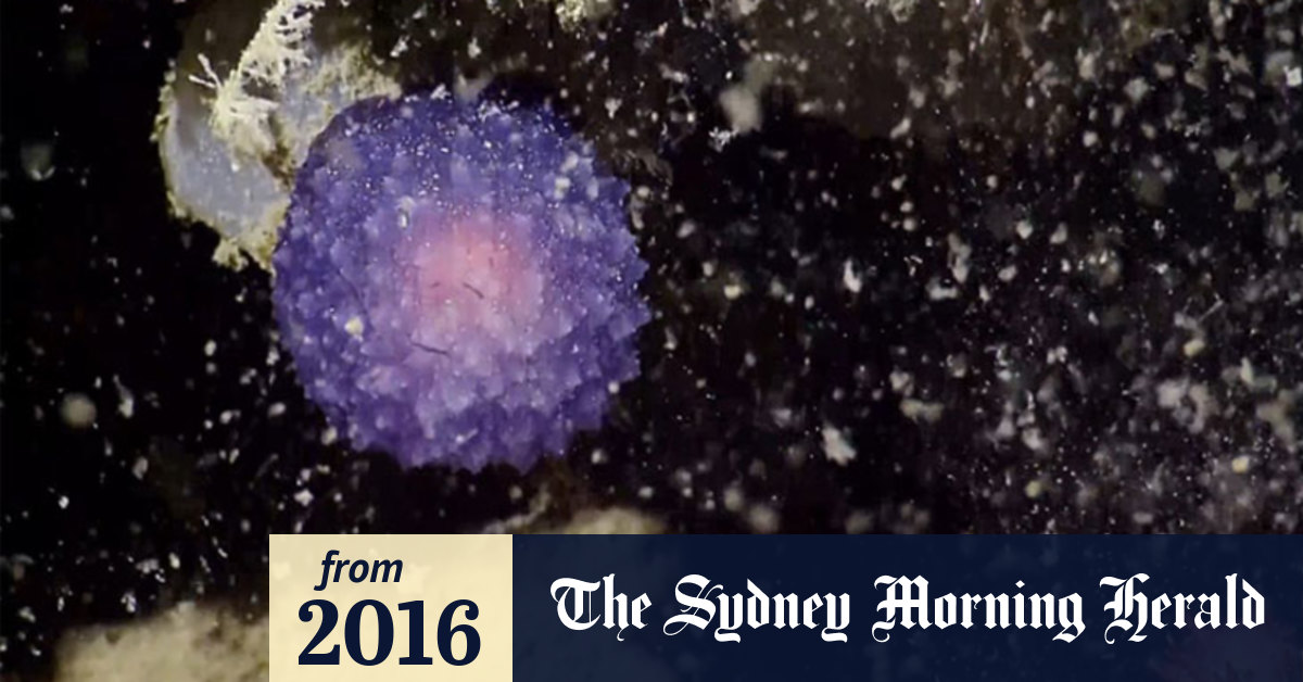Video: Deep-sea camera catches mysterious purple blob