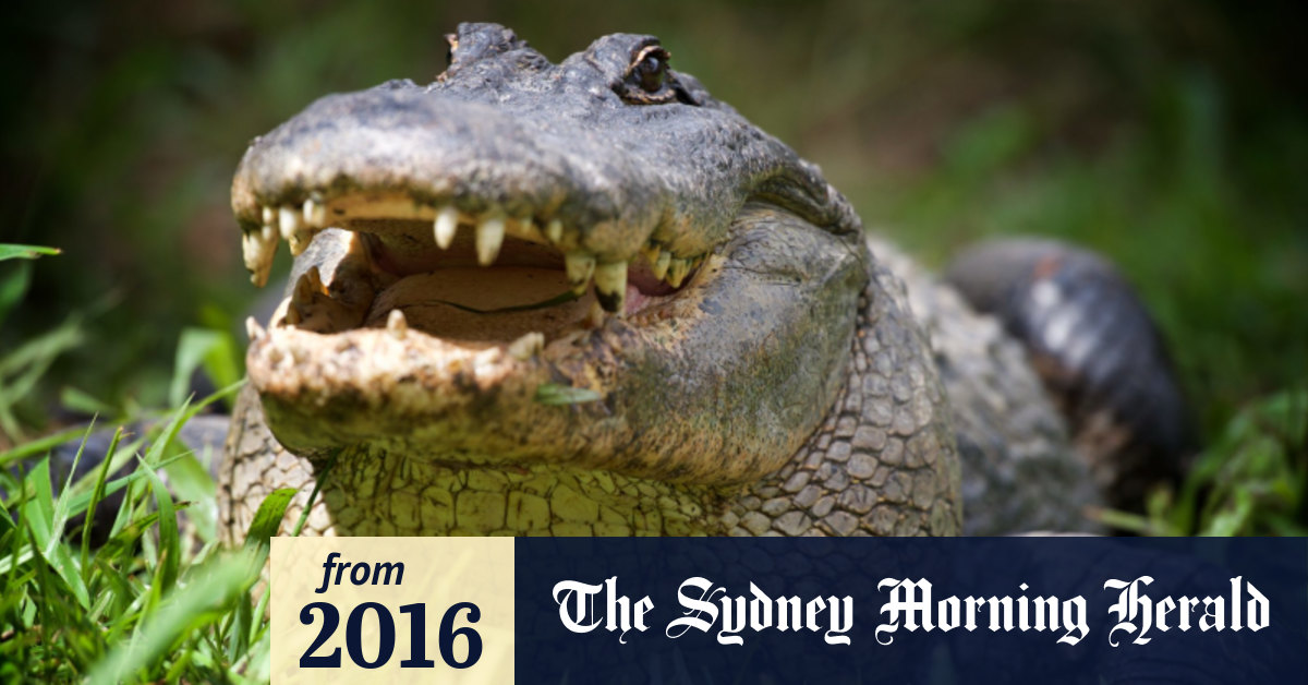 Alligator attacks woman in Florida Everglades