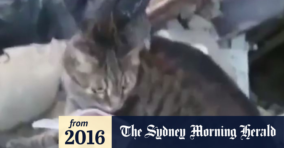 Rescuers pluck cats from rubble two weeks after Italian earthquake