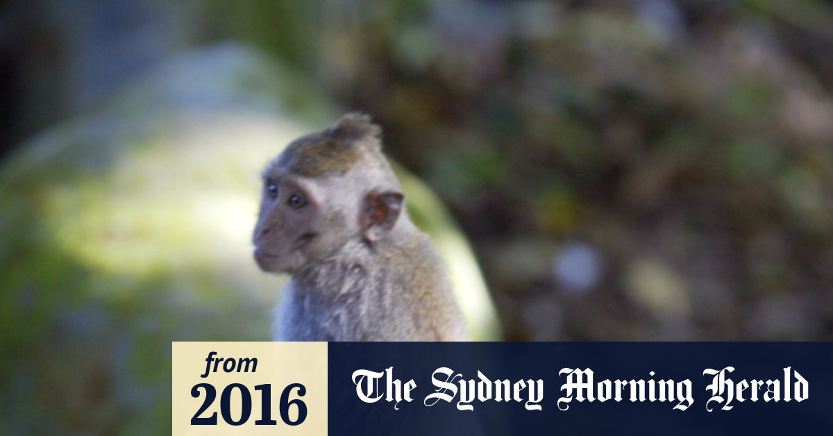 Monkeys genetically engineered to exhibit autism-like behaviours to ...