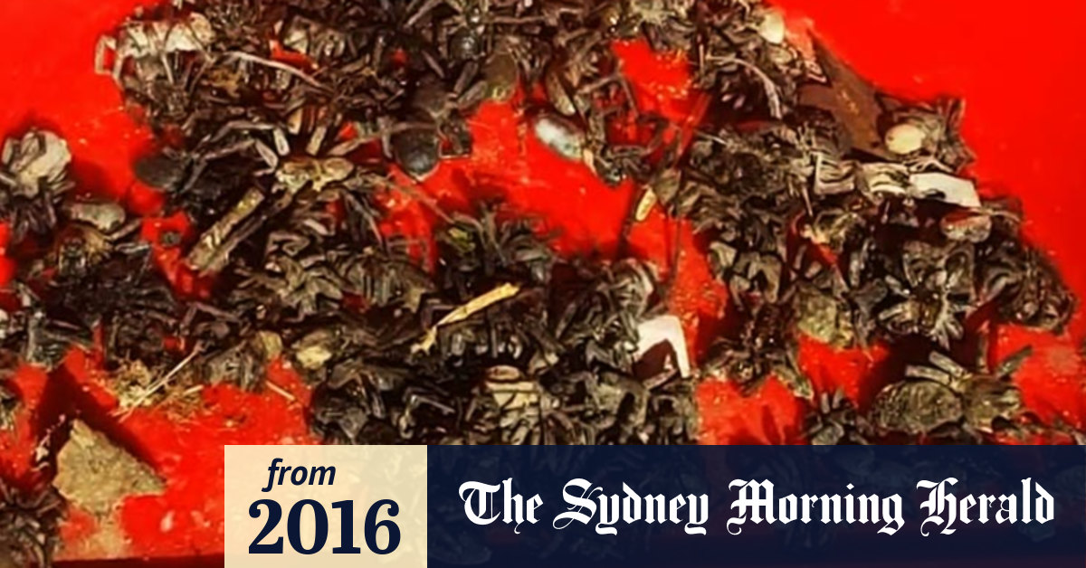 Video: Spider plague at Lake Menindee