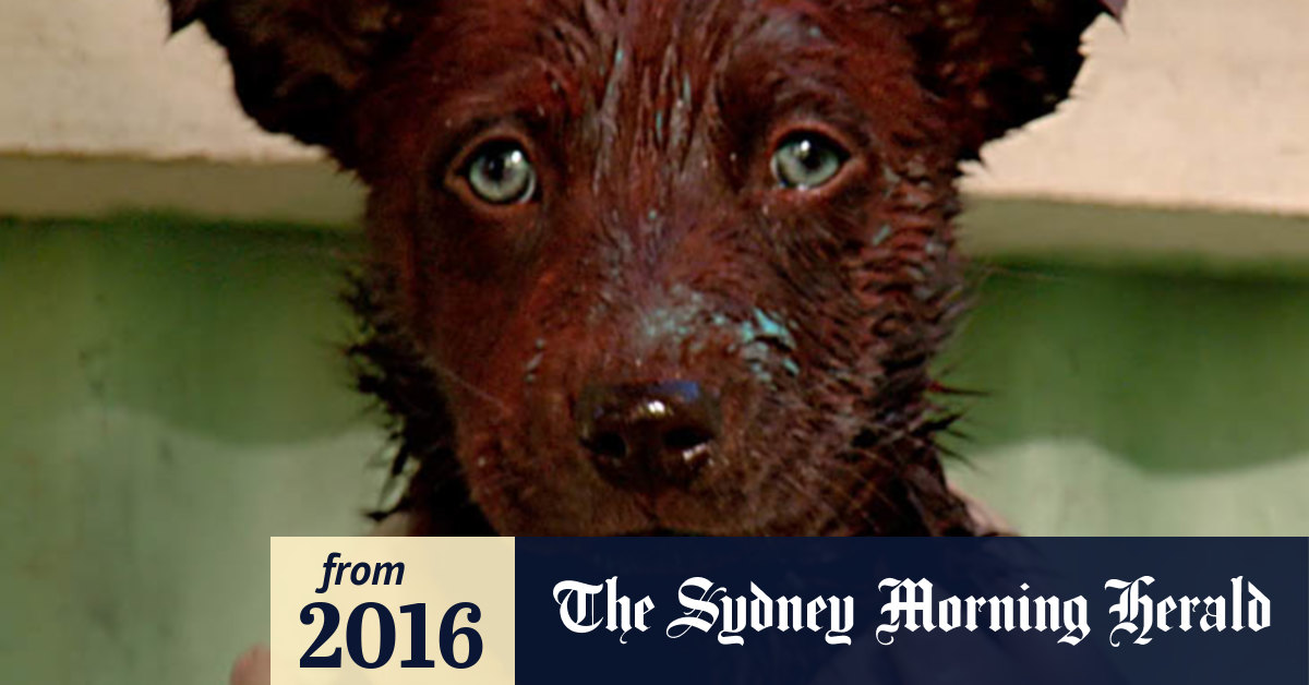 Video: Teaser: Red Dog - True Blue