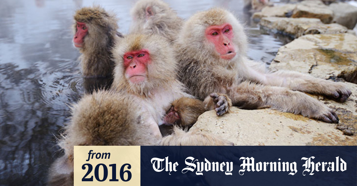 Video: Japanese monkeys itch to be popular