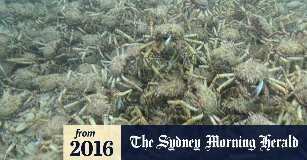 Video: Giant spider crabs start migration