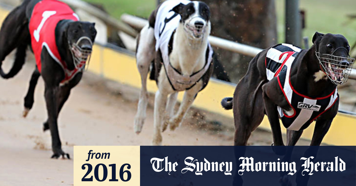 Video: Industry 'downplayed' greyhound injuries