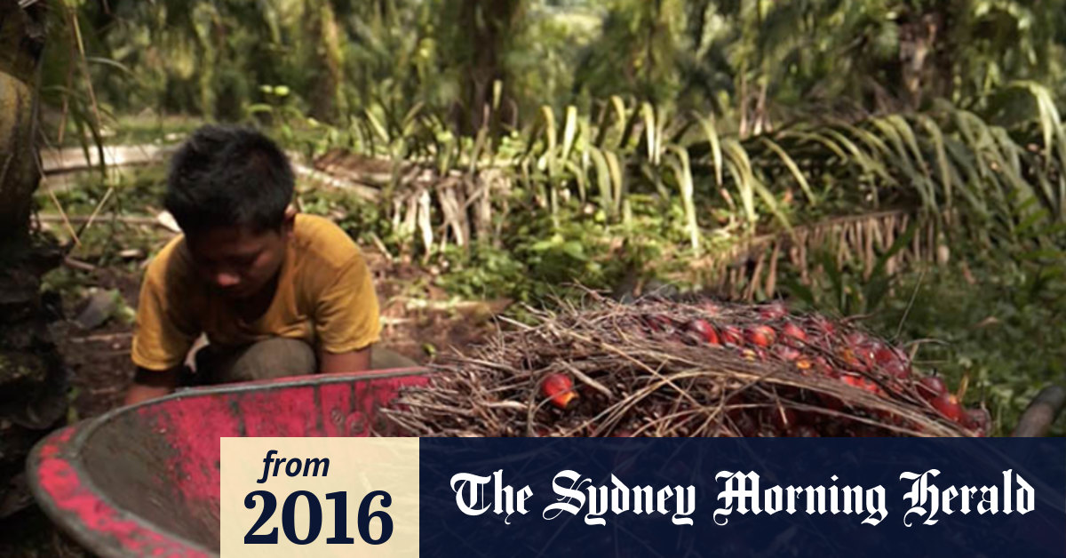 Video: Big brand names shamed in palm oil scandal