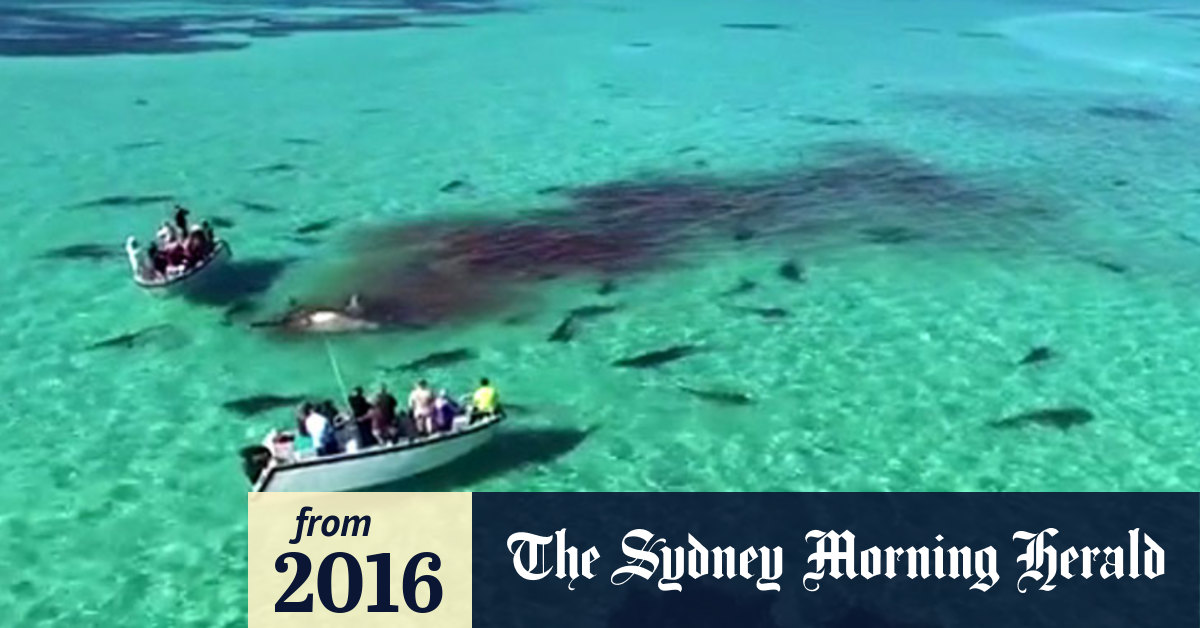 Video: Shark feeding frenzy off WA's coast