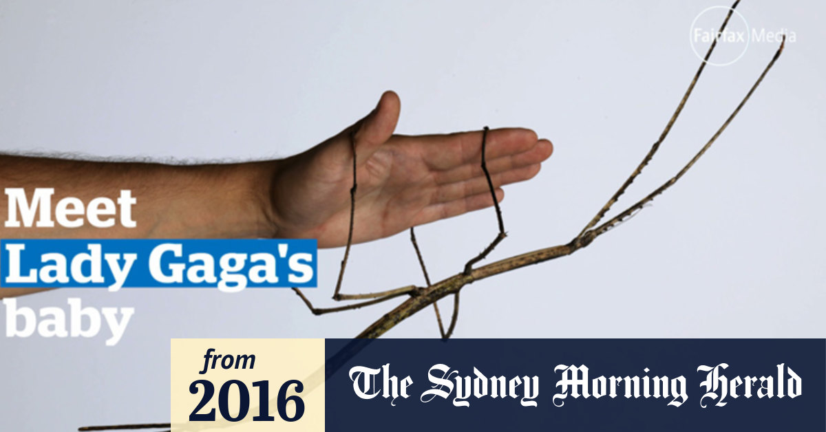 Video: The world's longest stick insect?