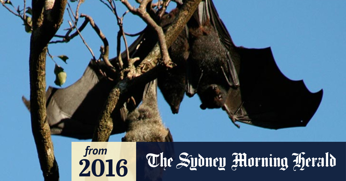 Video: Bat immune system could help protect people