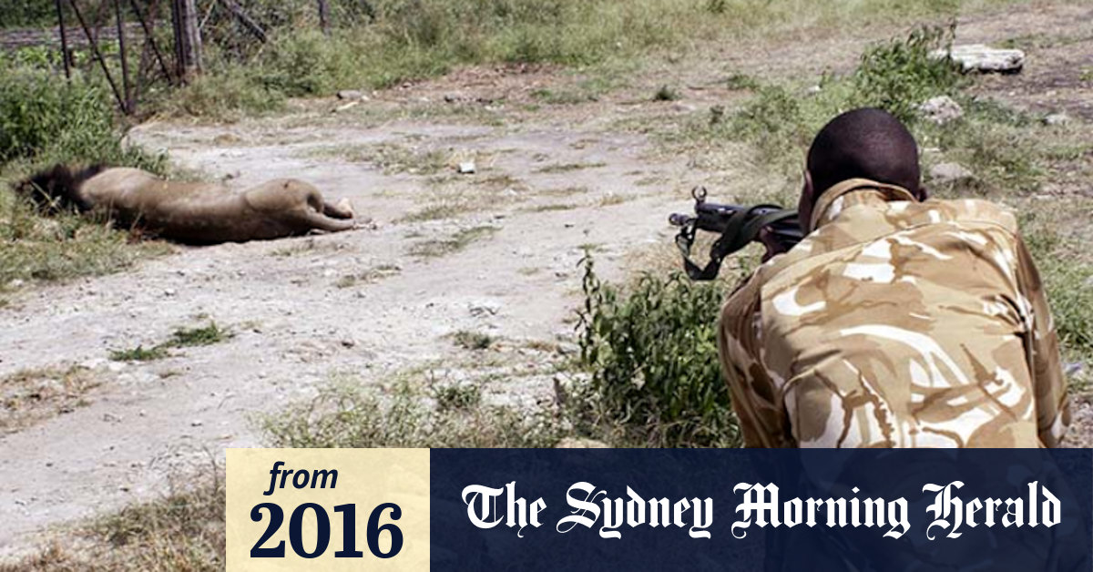 Video: Lion shot dead after it attacks man