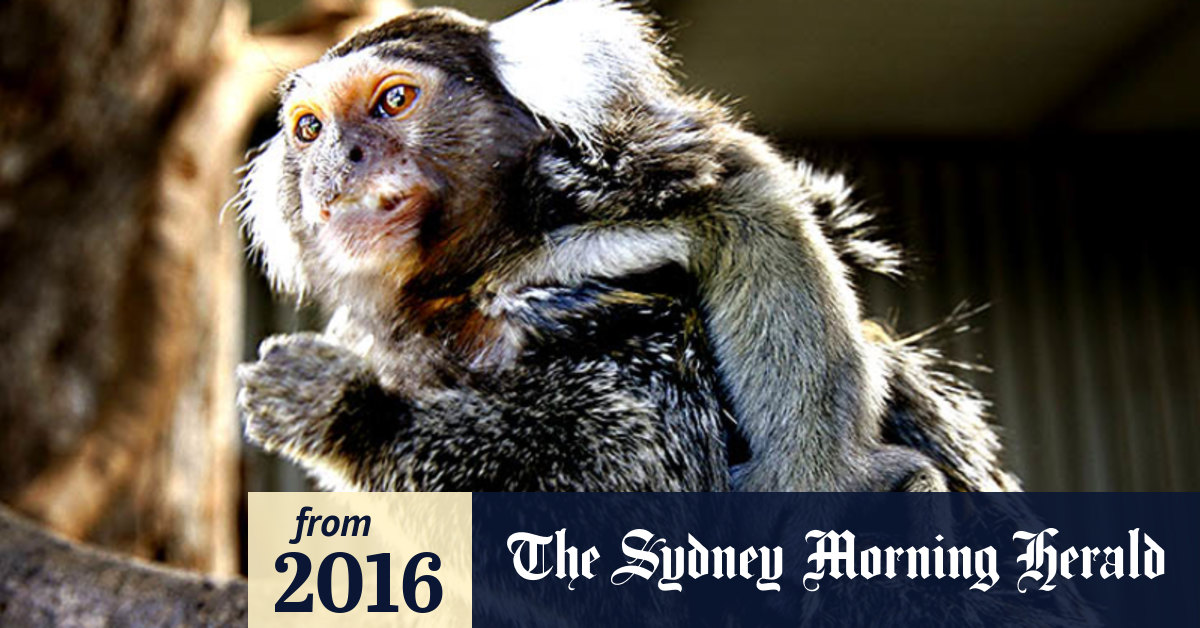 Video: Greens to ban primate imports