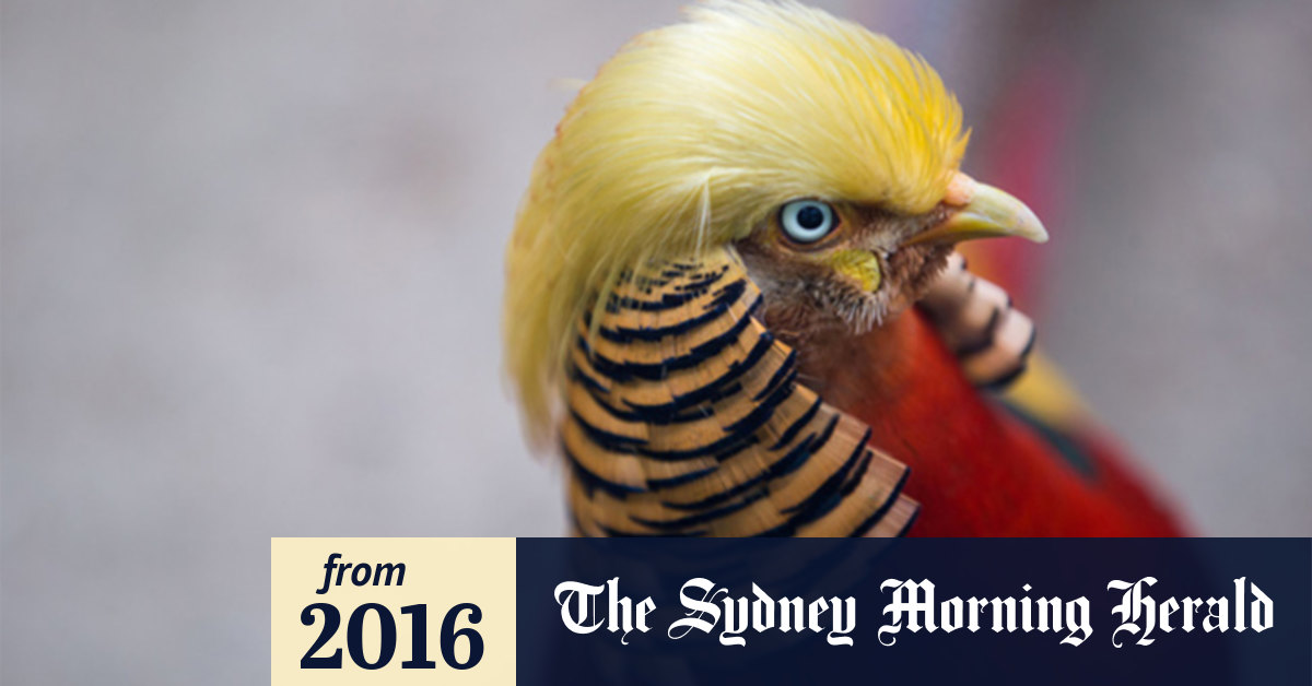 Video: Does this bird look like Donald Trump?