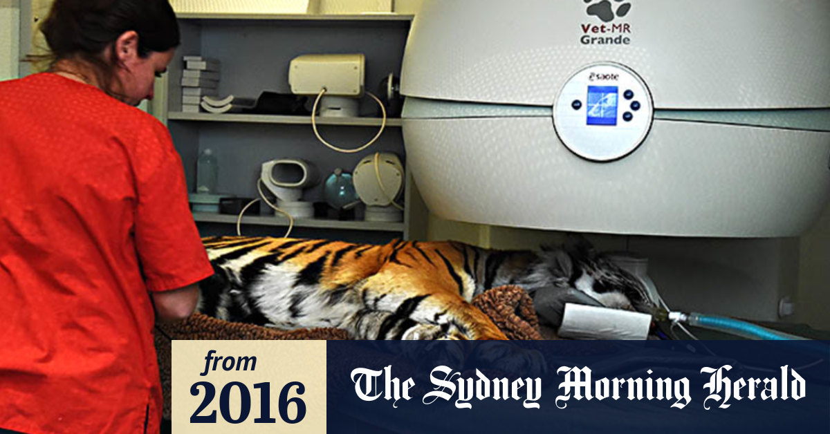 Video: Bengal tiger undergoes a CAT scan