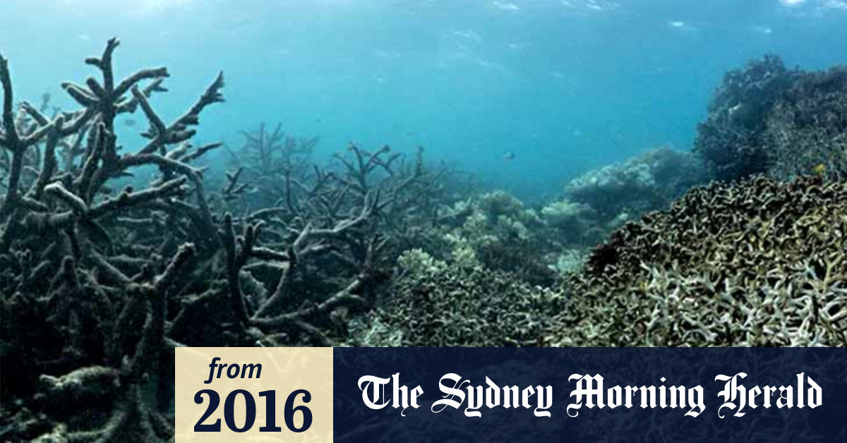 Video: Slime blankets coral reef