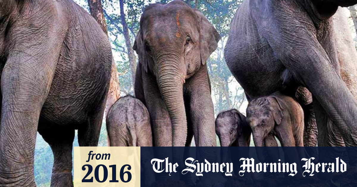 Video: Endangered animals flee Indian floodwaters