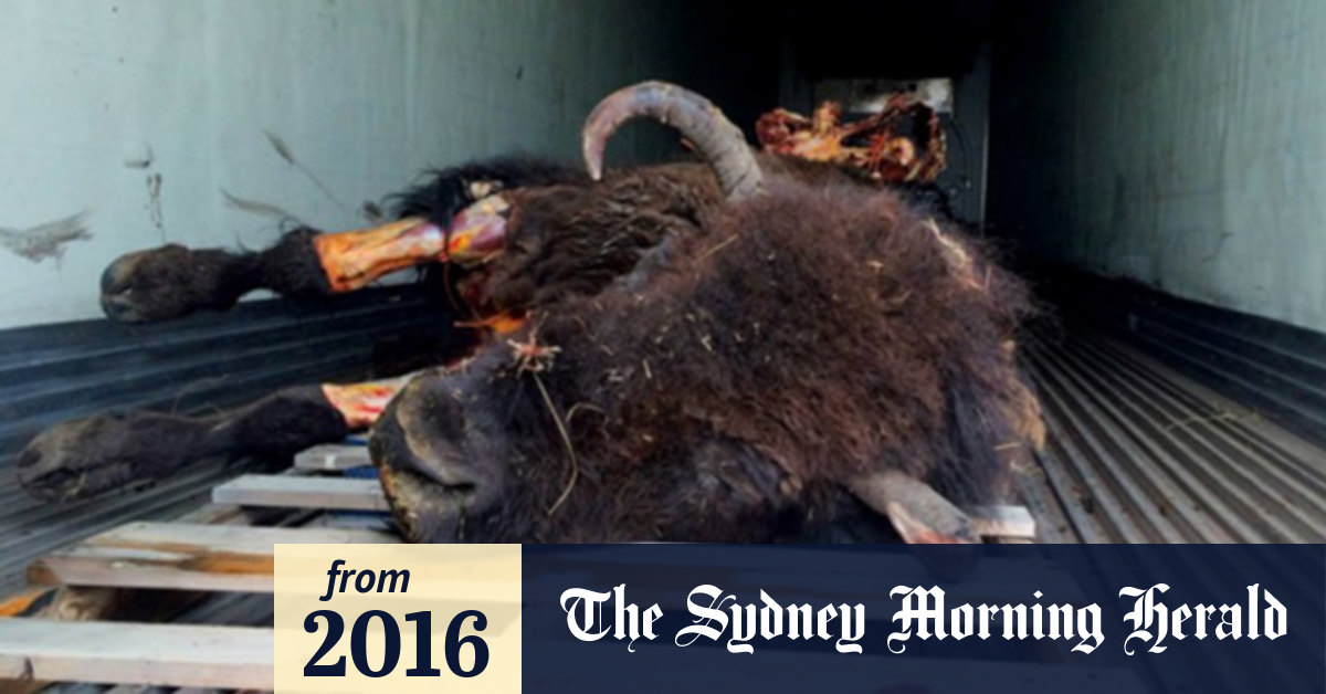 Video: Investigation into bison killed for film