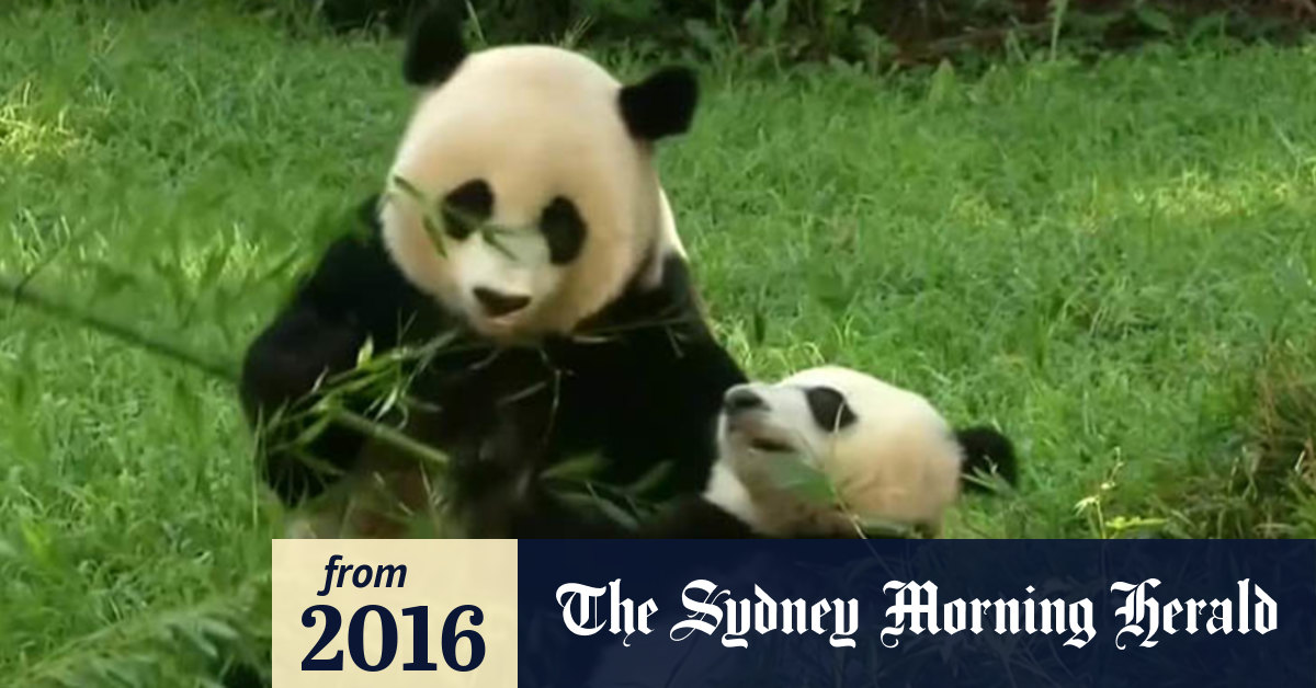 Video: Panda cub undergoes 'life-saving' surgery