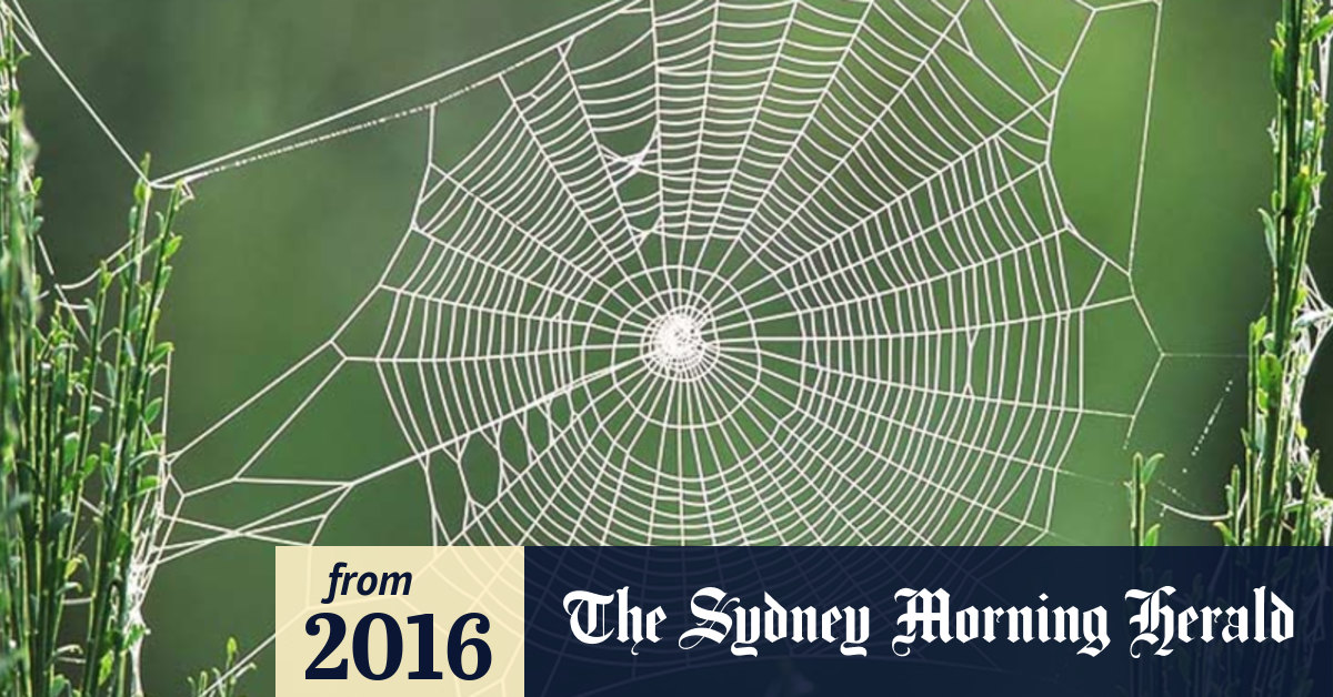 Video: Spider web secrets
