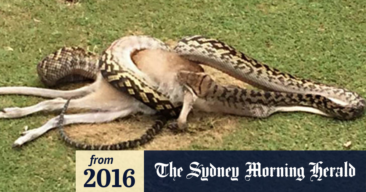 Video: Snake eats wallaby on golf course
