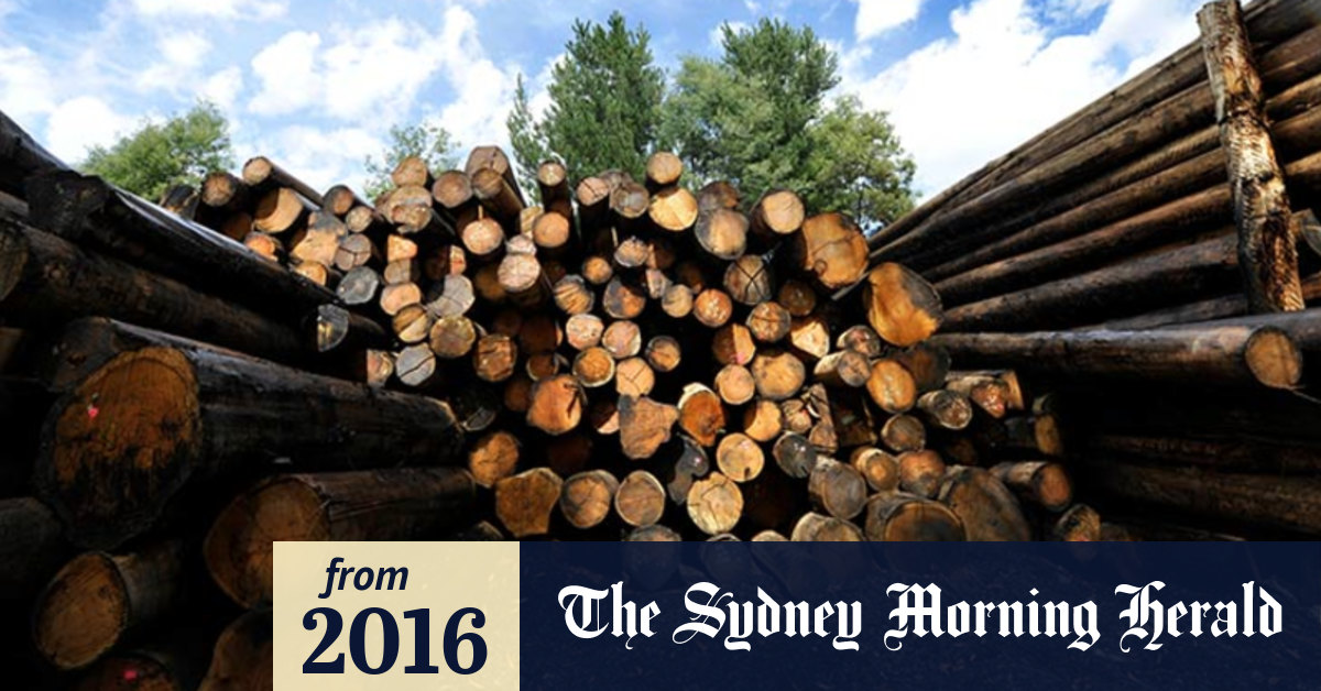 Video: What is Victoria's native forestry industry worth?