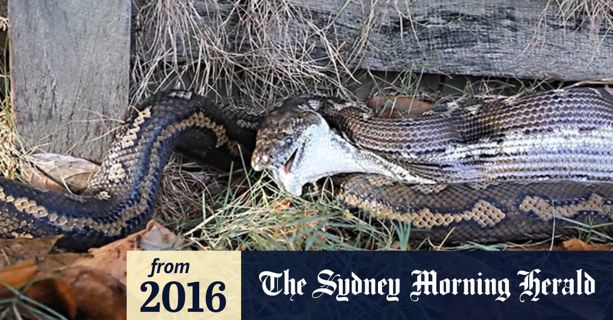 Video: Snake eats family cat