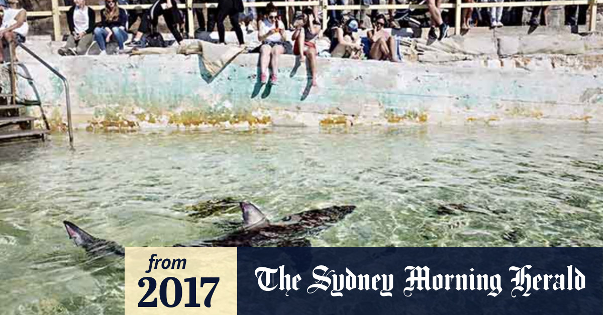 Video: Baby great white swims in beach pool
