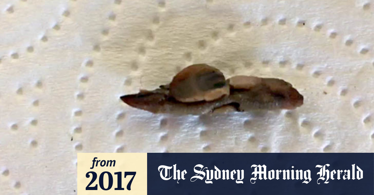 Video: Worm crawls out of snag