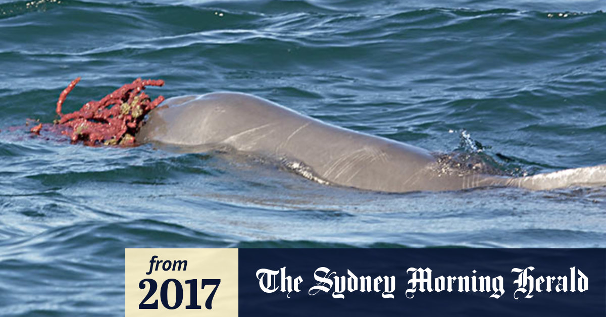 Video: Male dolphin captured offering a romantic gift