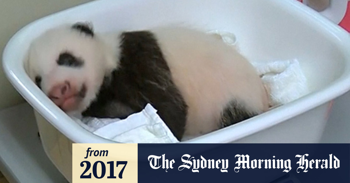 Video: Meet Japan Zoo's one-month-old baby panda