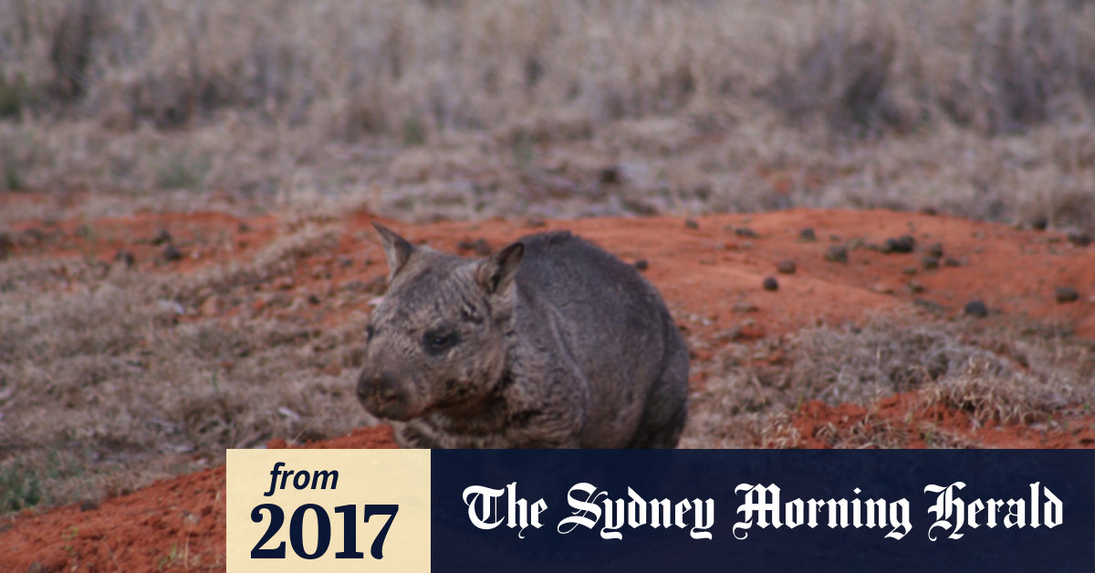 Northern hairy-nosed wombat birth boosts numbers of one of world's ...