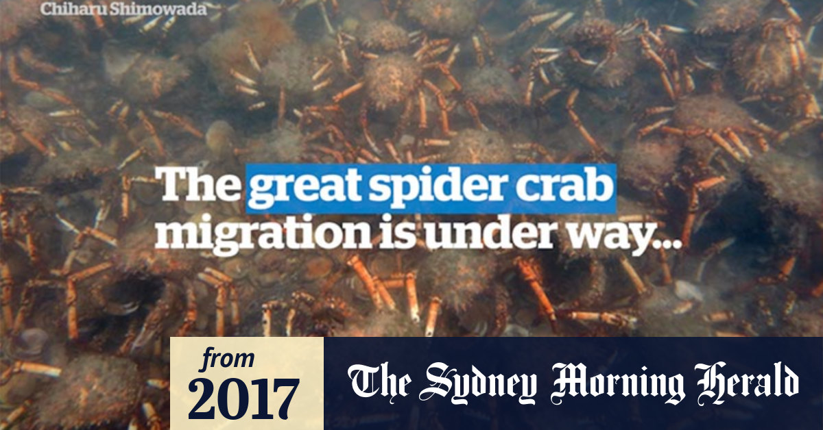 Video: Giant spider crab migration begins