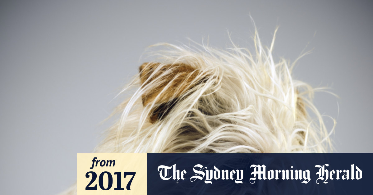 New strain of highly contagious dog parvovirus found in Australia