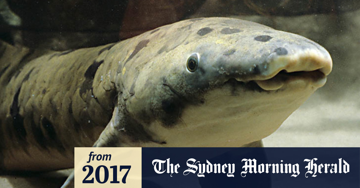 Video: World's oldest fish passes on
