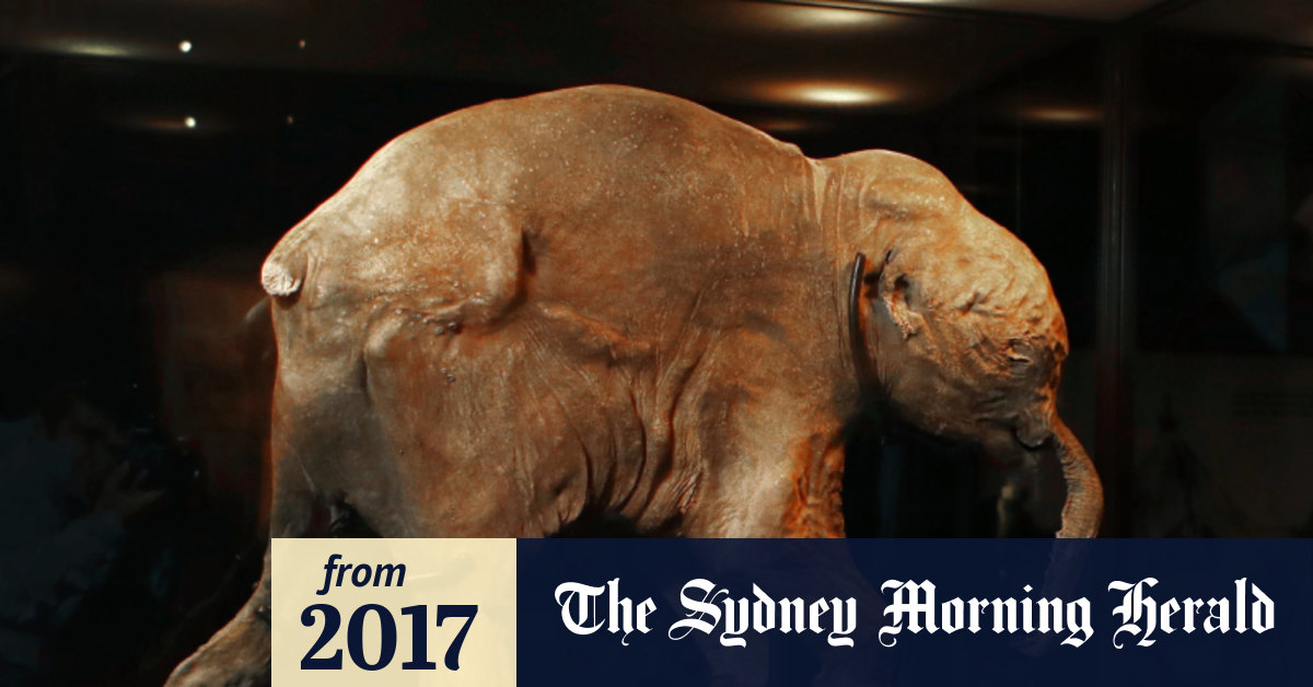 Meet Lyuba, the baby mammoth who came in from the cold