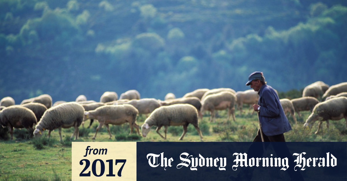 French farmer compensated after sheep fall off cliff chased by bear