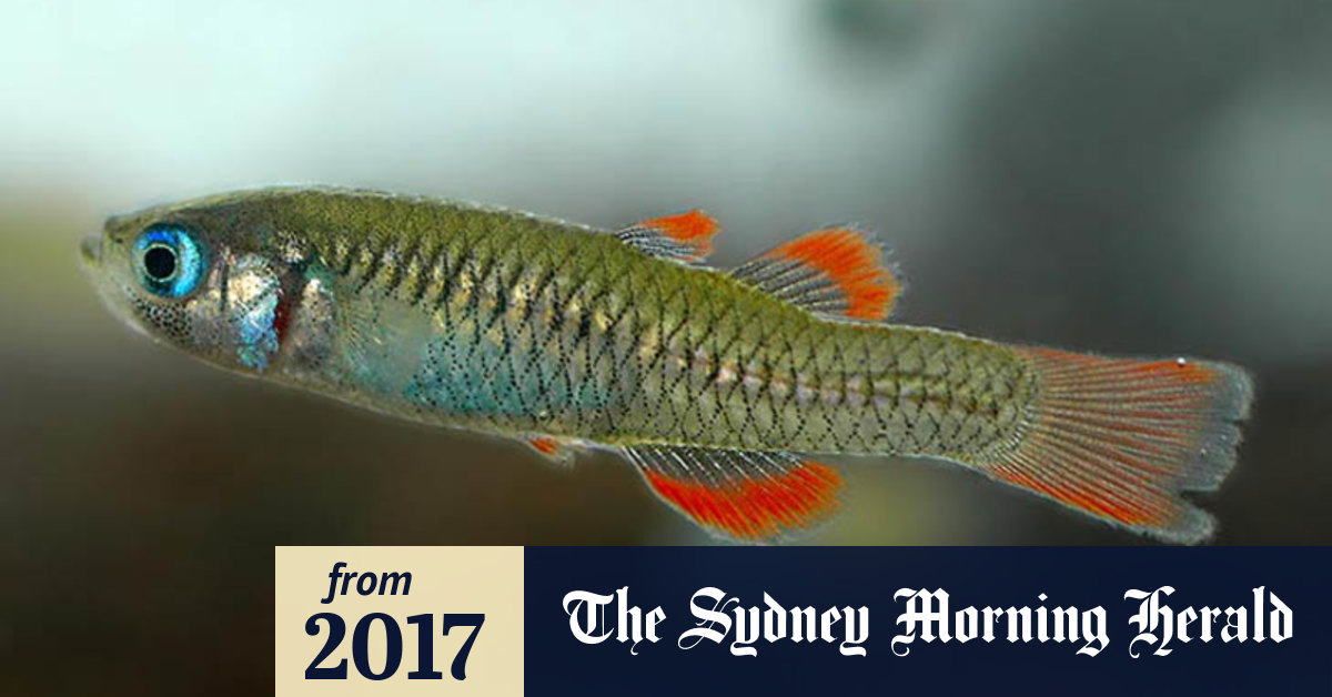 Video: Saving a rare desert fish