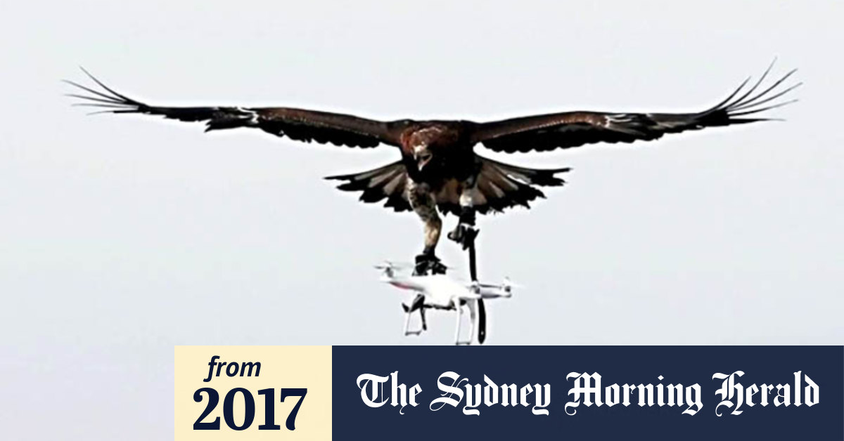 Video: Eagles take flight to fight drones