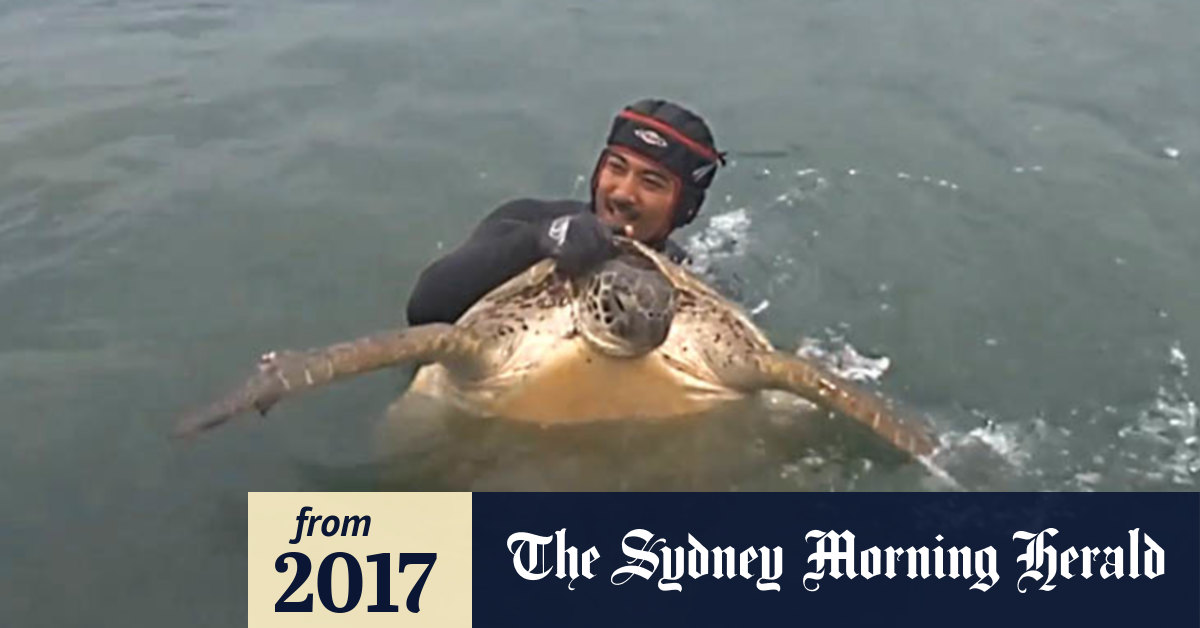 Video: How to catch a turtle