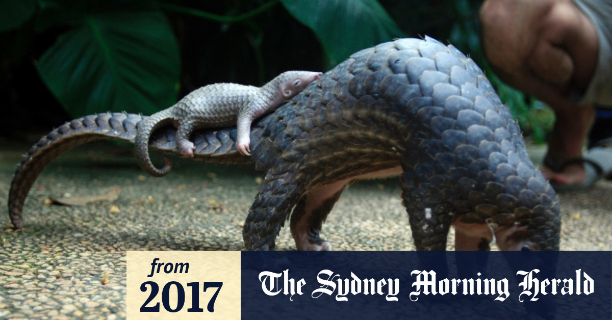 Pangolin meat banquet stirs outrage in China