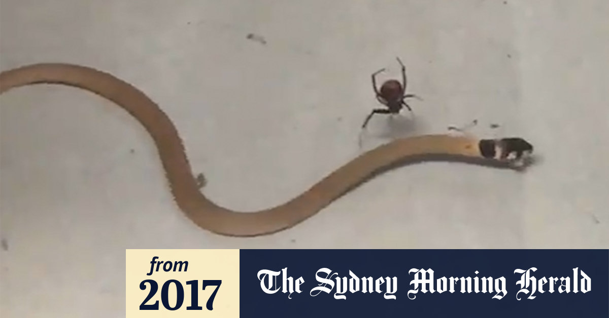Video: Redback spider vs snake